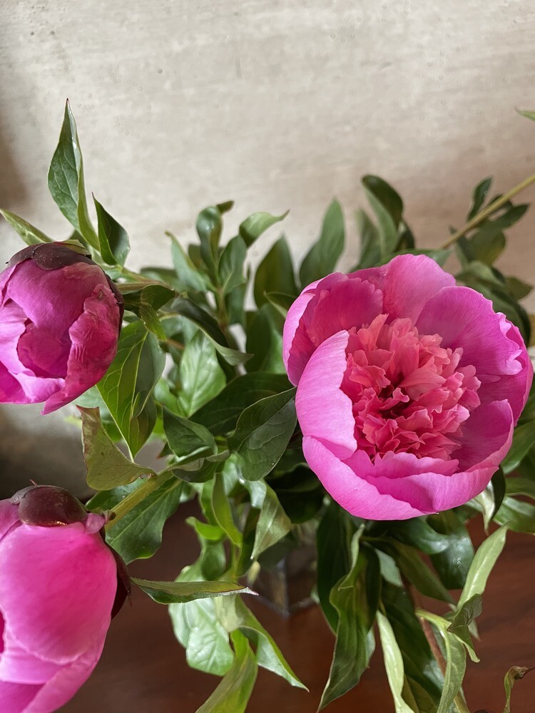 【privatesalon】Hasu | Coubic