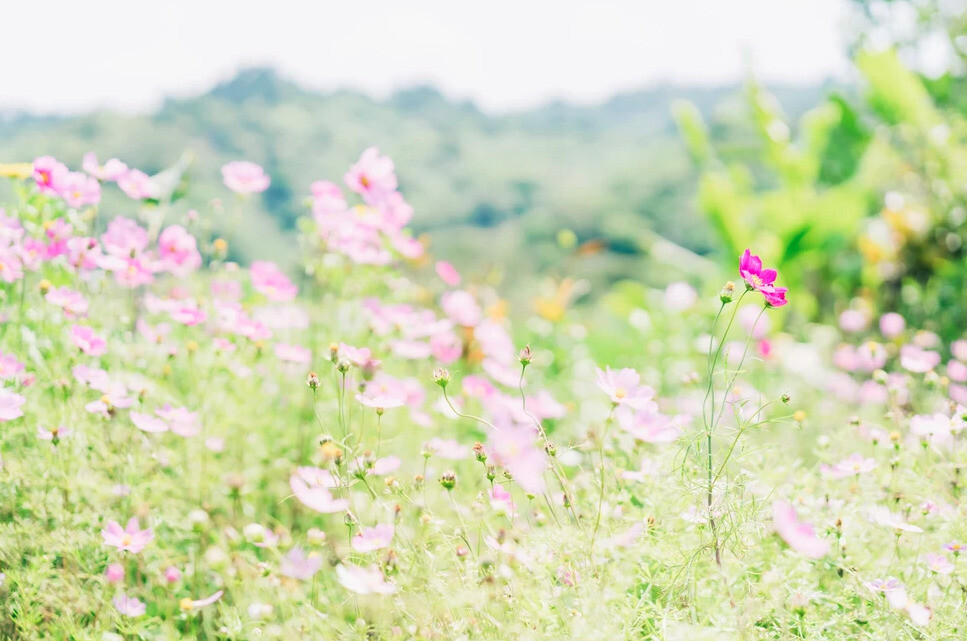 Rena Oya photographyの予約サービス | Coubic