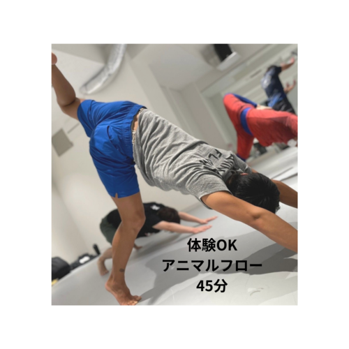 【体験】アニマルフロー45分 | Coubic